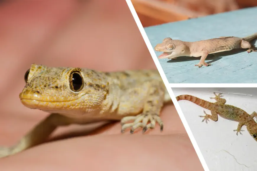 Khwab mein Chipkali Dekhna Ki Tabeer in Urdu - Tabeers.pk